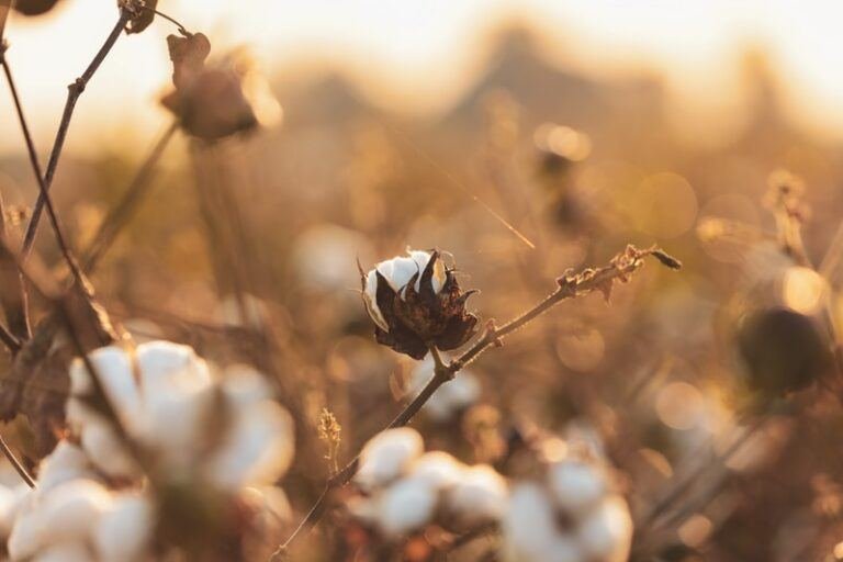 When Are Cotton Fields In Bloom? A Guide to Cotton Field Season ...