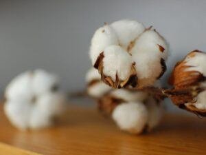 When Are Cotton Fields In Bloom? A Guide to Cotton Field Season ...