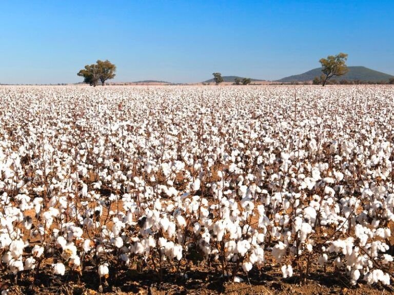 When Are Cotton Fields In Bloom? A Guide to Cotton Field Season ...