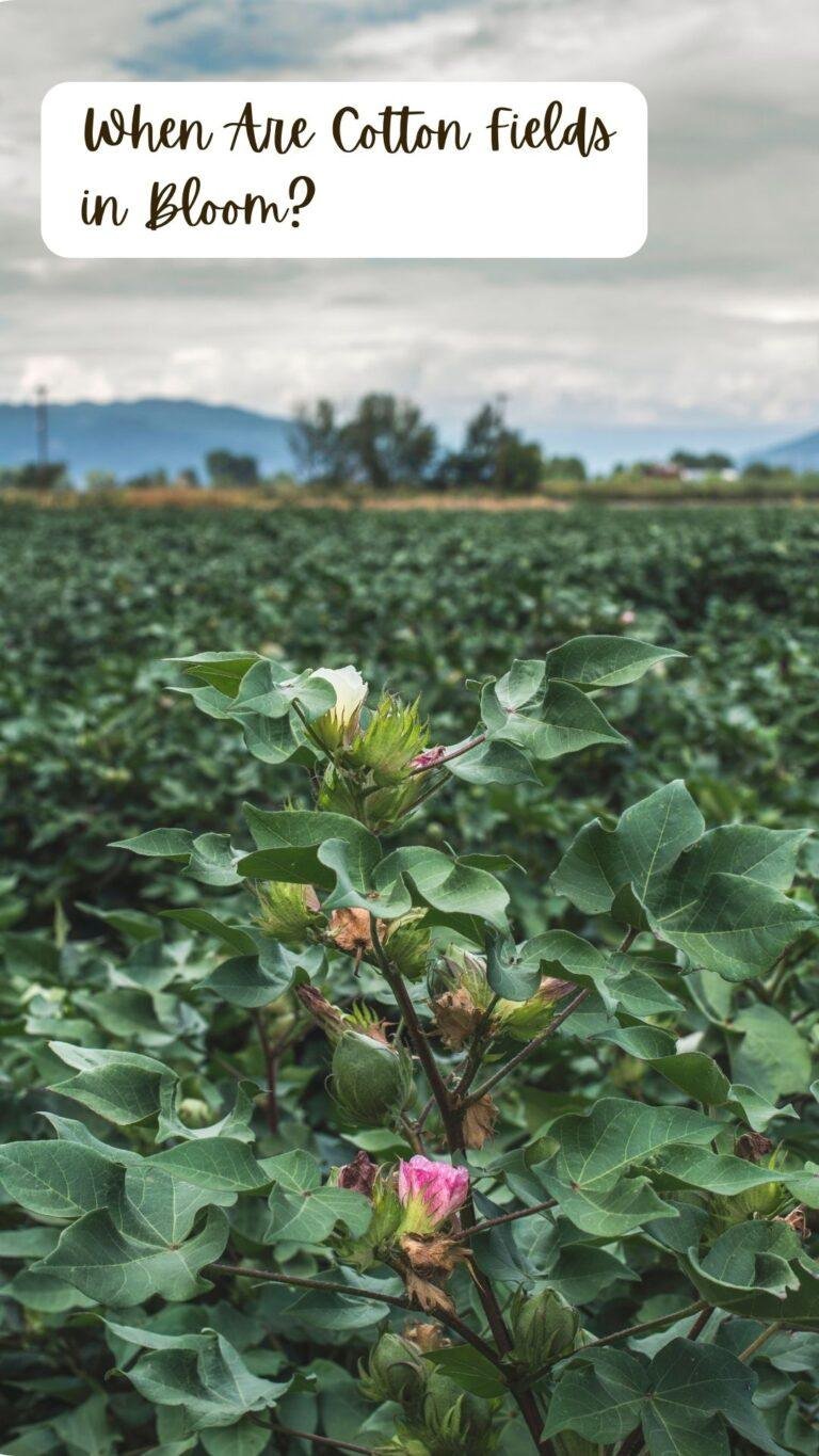 When Are Cotton Fields In Bloom? A Guide to Cotton Field Season ...